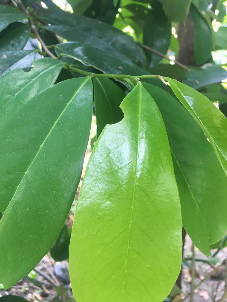 Soursop Leaves Powder 100% Natural Pure Annona Muricata Guanabana ...