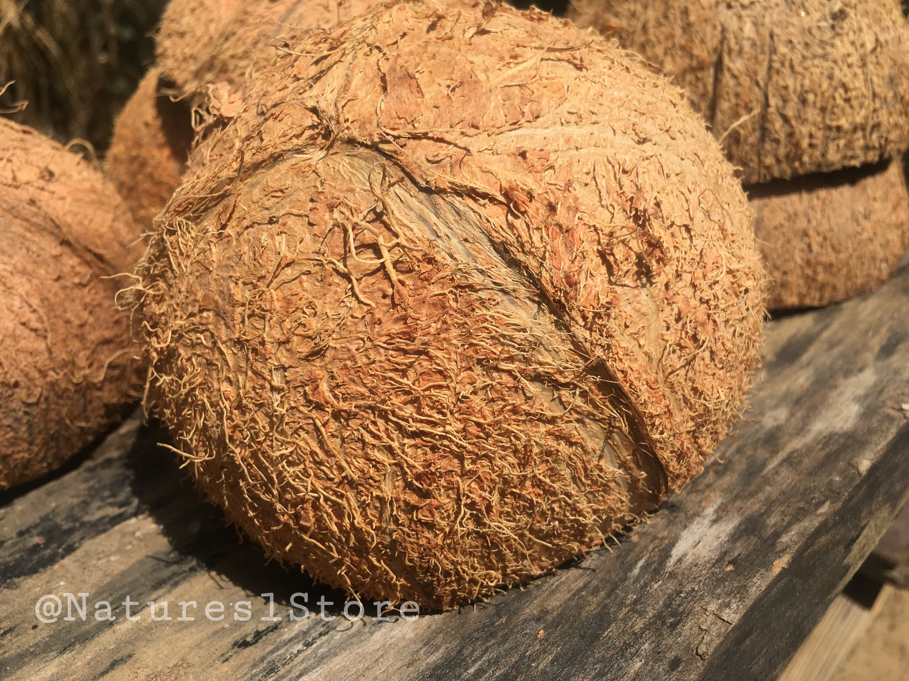 Coconut Shell Half 100% Natural Homemade Eco Friendly Pieces - Etsy