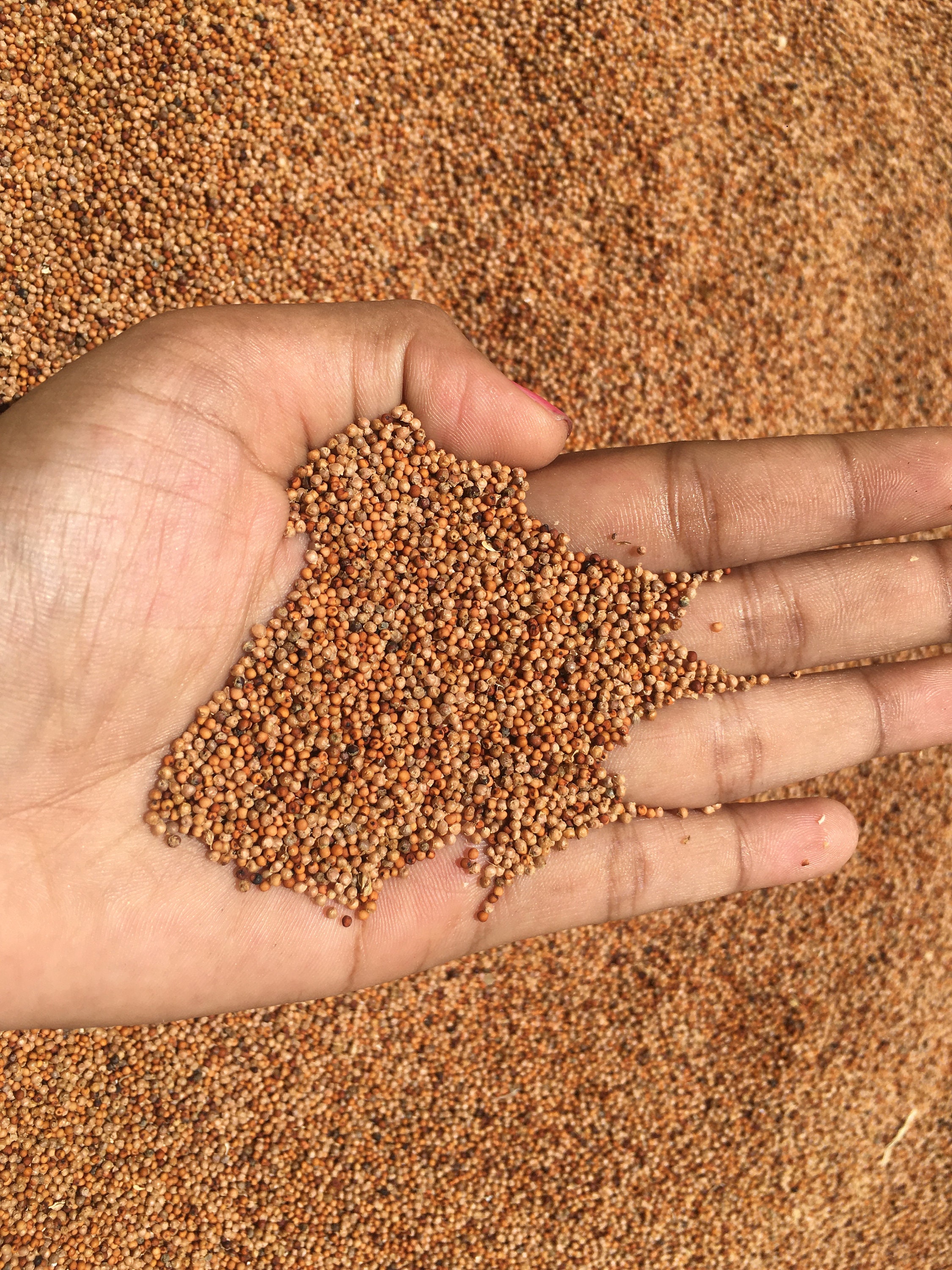 Finger Millet Seeds & Flour 100% Natural Grown Ragi Kodo Ceylon ...