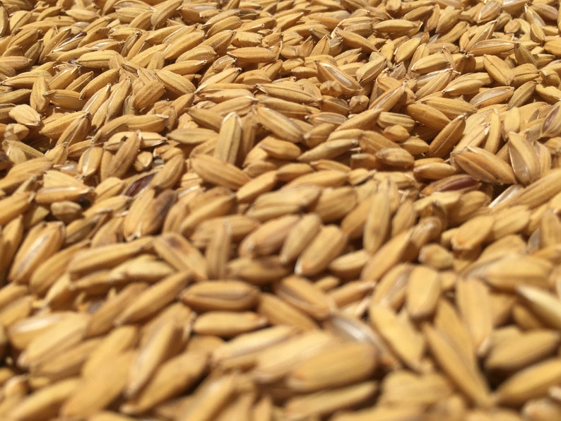 Reissamen 100% natürliche, rein Paddy gewachsene Oryza sativa Ceylon ...