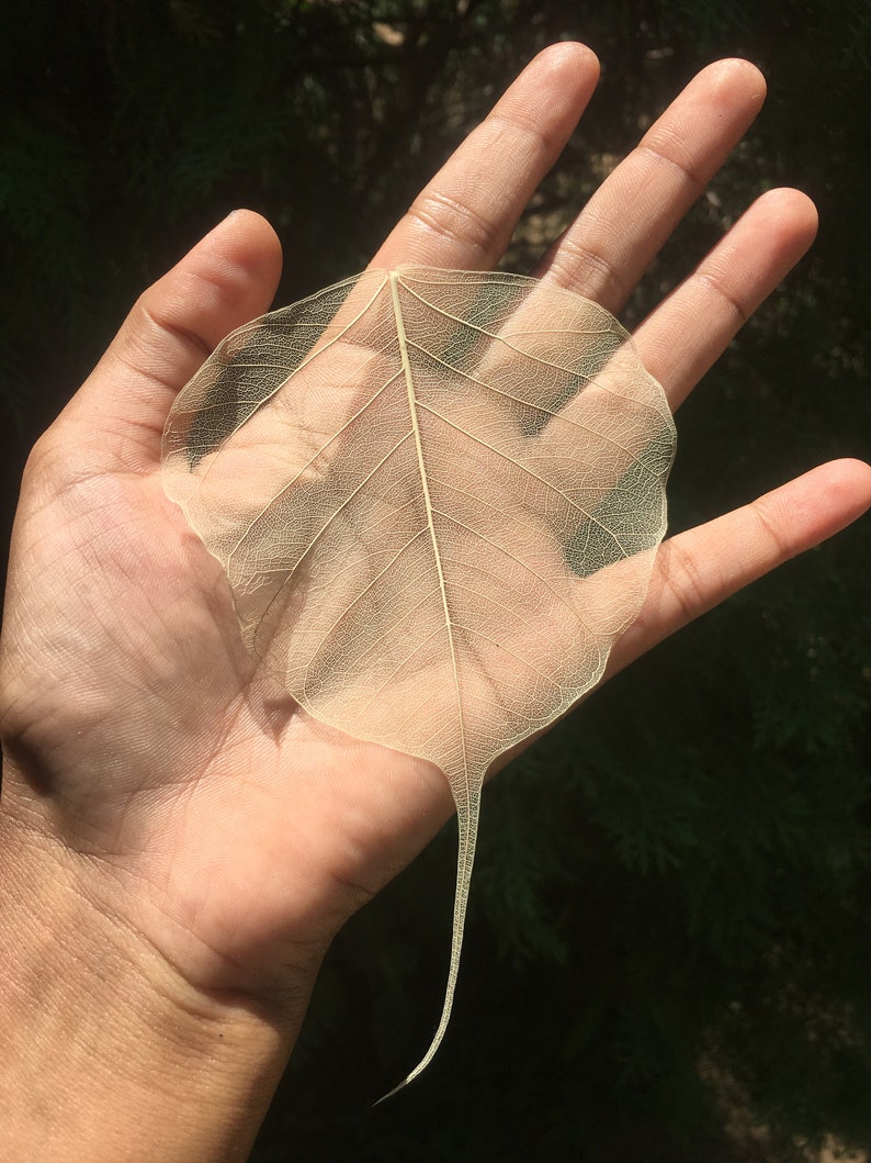 Natural Bodhi Leaves Skeleton 100% Natural Hand Made for Craft ...