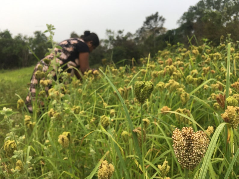 Finger Millet Seeds & Flour 100% Natural Grown Ragi Kodo Ceylon ...