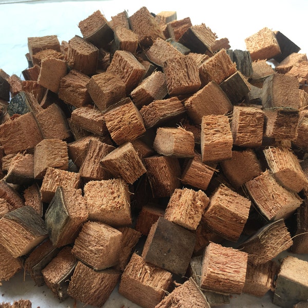 Coconut Plant Pot - Etsy