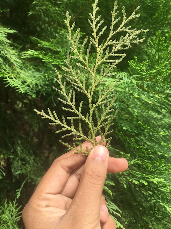 Cypress Leaves