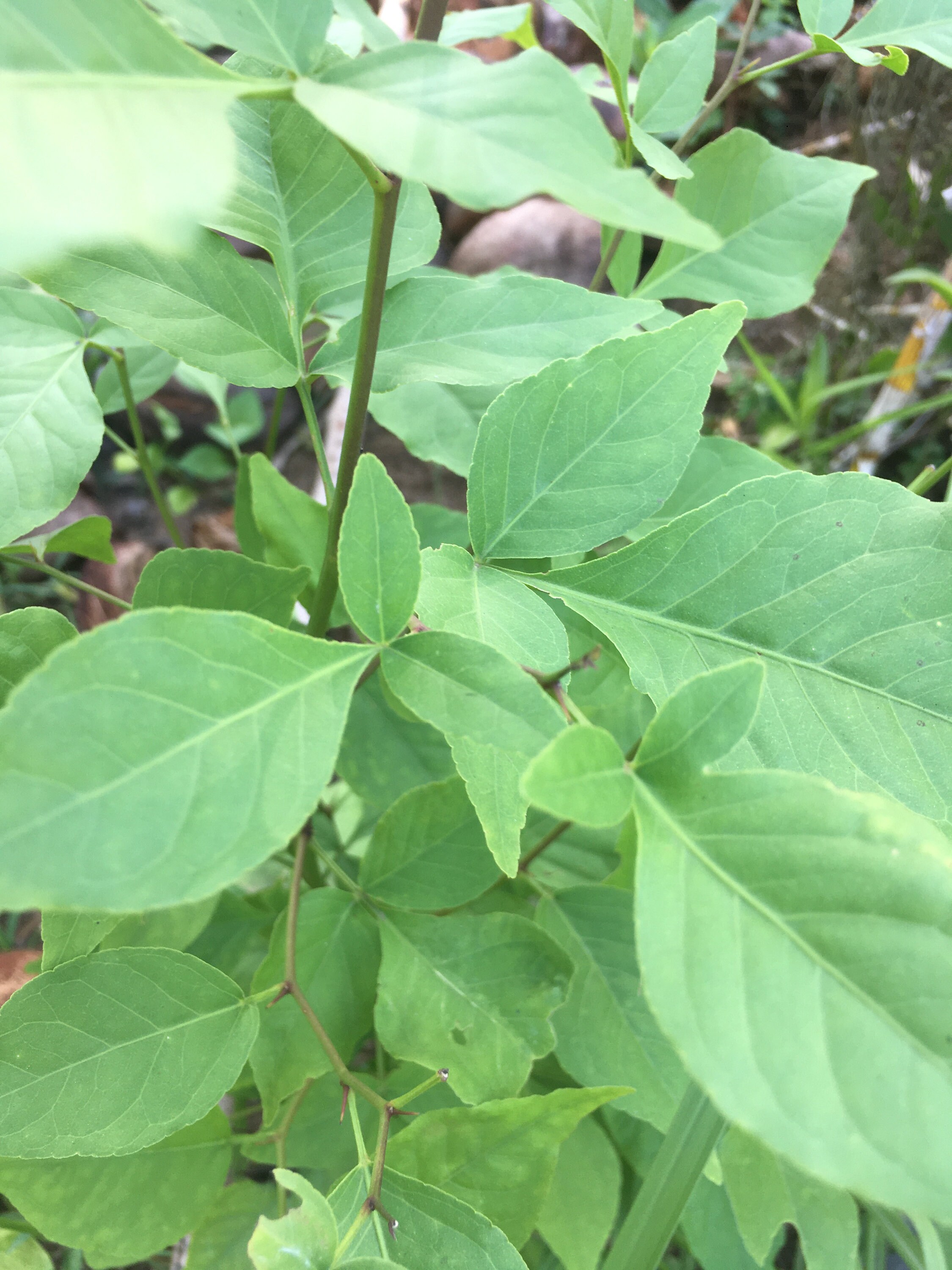 Dried Bael Leaves 100% Natural Stone Apple Home Grown Aegle Marmelos ...