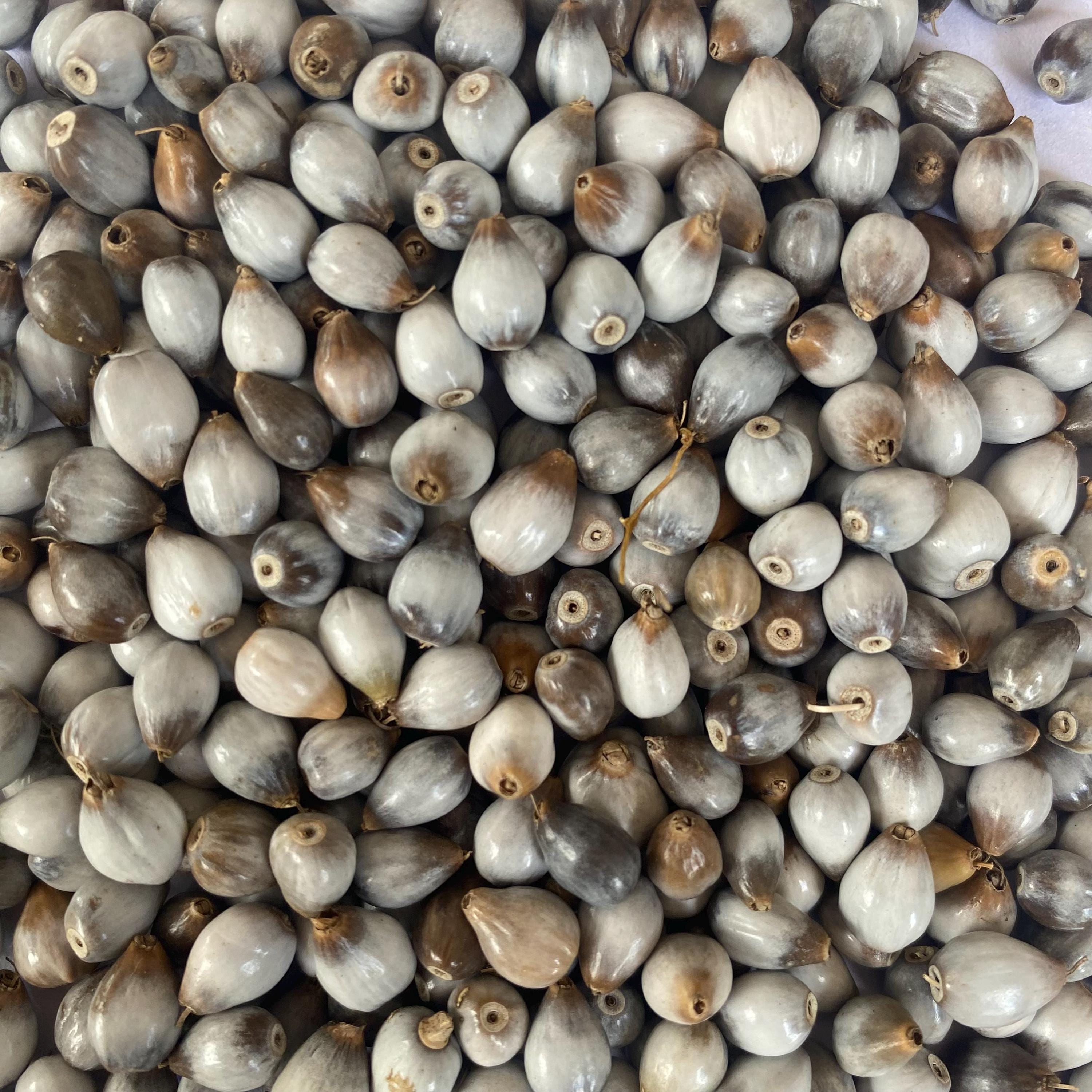 Job's Tear Beads 100% Natural Wild Grown Coix Lacryma Jobi Organic Coix ...