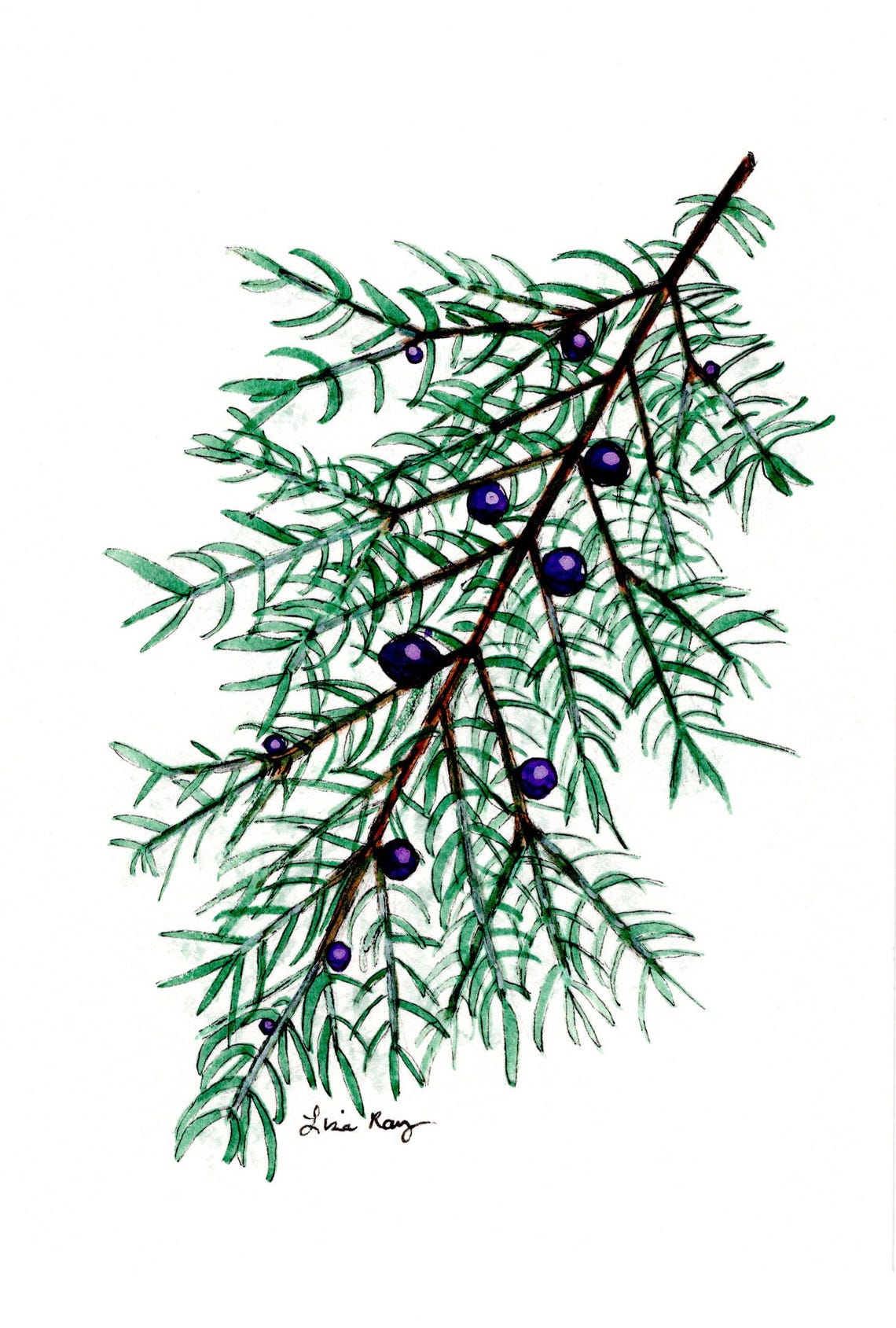 Juniper Watercolor Print Greeting Cards - Etsy