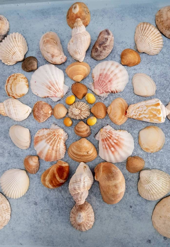 Seashell Wall Art. - Etsy