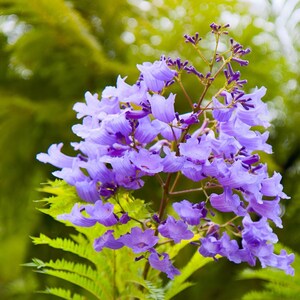Blue Jacaranda mimosifolia Acutifolia Fern Ornamental Flowering Tree 20 Fresh Seeds - Etsy
