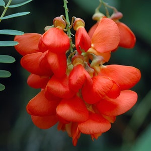 Scarlet Wisteria sesbania Punicea Rare Ornamental Flowering Plant 20 ...