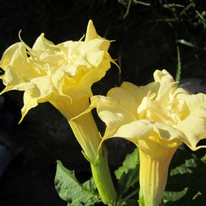 Double Yellow Angel Trumpet "brugmansia Datura" Ornamental Flowering ...