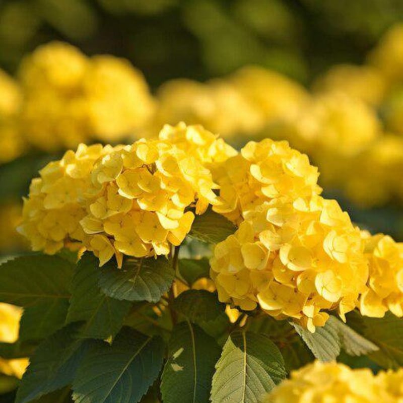 Hydrangea Plant - Etsy