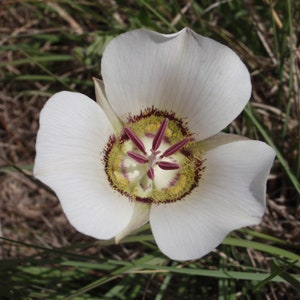 Arizona Mariposa Lily calochortus Ambiguous Flowering Herb 10 Fresh ...