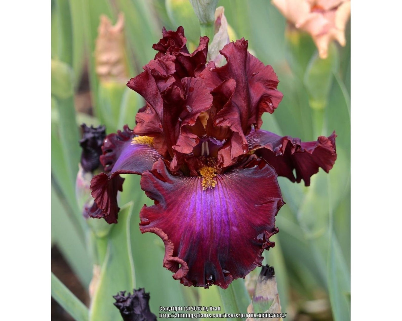 Iris Ruby Red Bloom Flowers 25 Fresh Seeds - Etsy