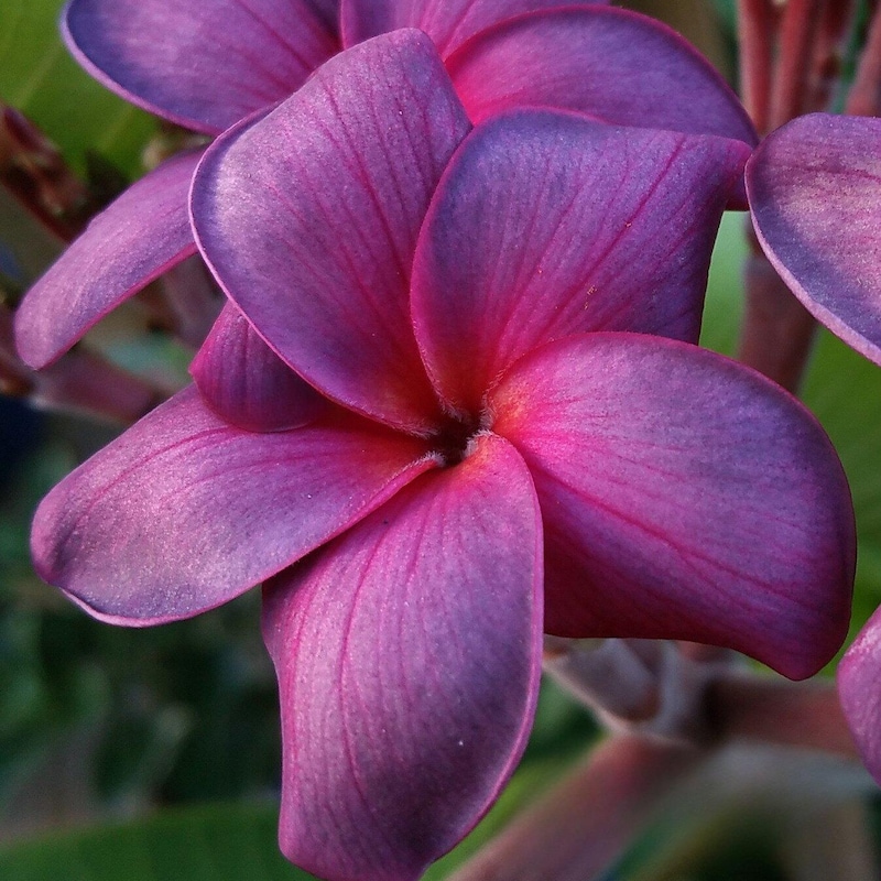 Purple Plumeria - Etsy