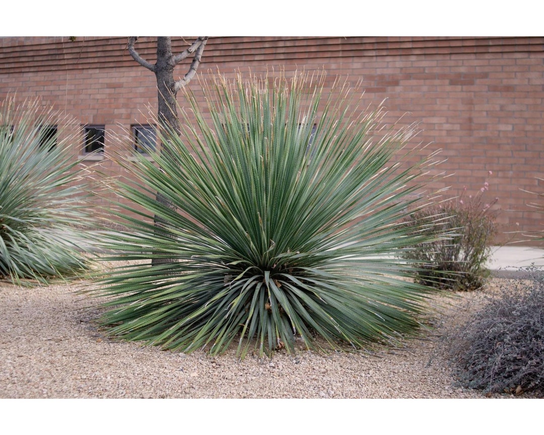 Dasylirion Wheeleri Ornamental Plant 10 Fresh Seeds - Etsy