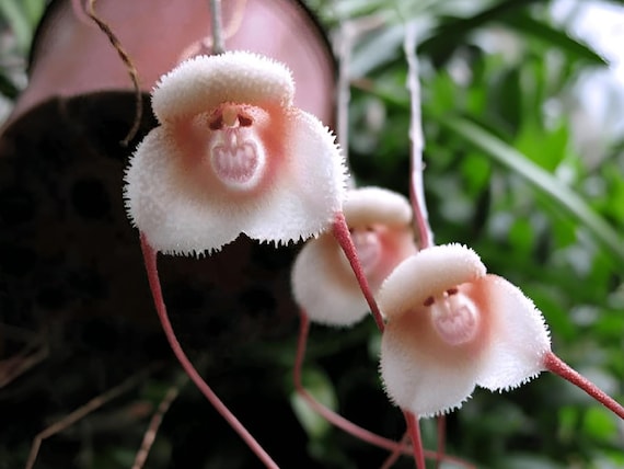 Monkey Face Orchid Rare Ornamental Flowering Plant 10 Fresh Seed Etsy Canada