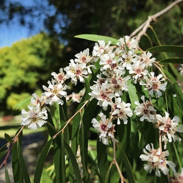 Peppermint Tree - Etsy