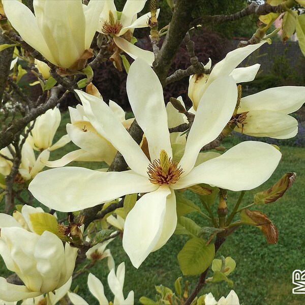 Yellow Magnolia Tree - Etsy