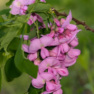 SEEDS ONLY - Rose Locust "robinia Hispida Fertilis" Tree Shrub Bloom ...