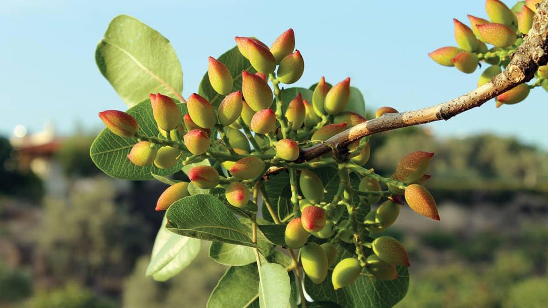 Pistachio Seeds: Pistacia Vera Fruit Tree – 5 Fresh Seeds - Etsy