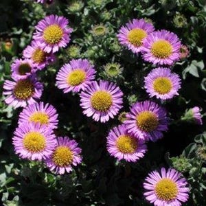 SEEDS ONLY - Seaside Daisy "erigeron Glaucus" Ocean Breeze Blossom ...