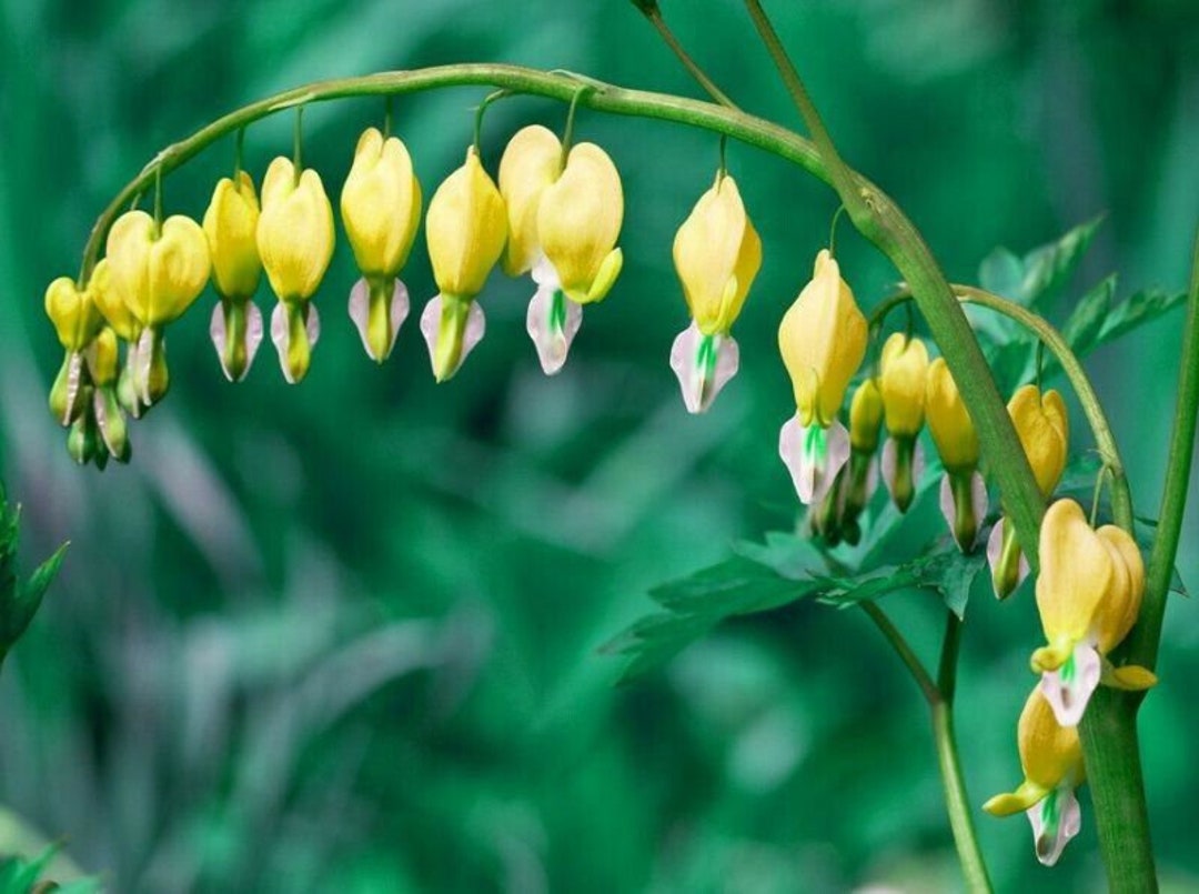 Yellow Bleeding Heart Perennial Ornamental Flowering 25 Fresh Seeds - Etsy