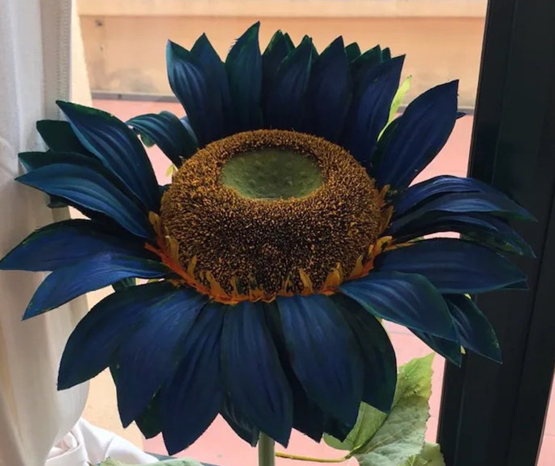 Midnight Blue Sunflowers Huge Ornamental Flowering Plant 50 Fresh Seeds ...