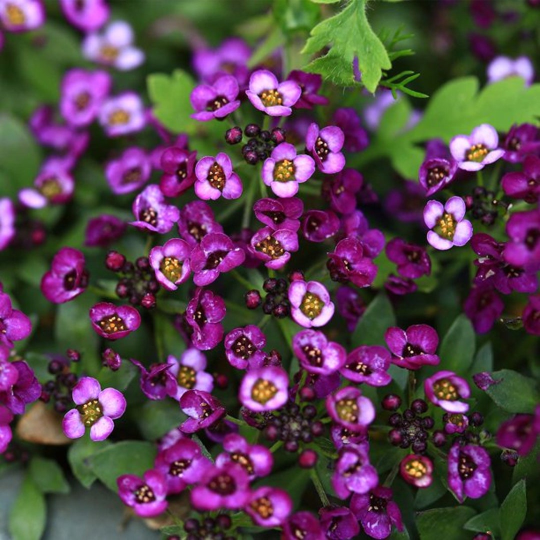 Alyssum Easter Bonnet lobularia Maritima Ornamental Flowering Plant 100 ...
