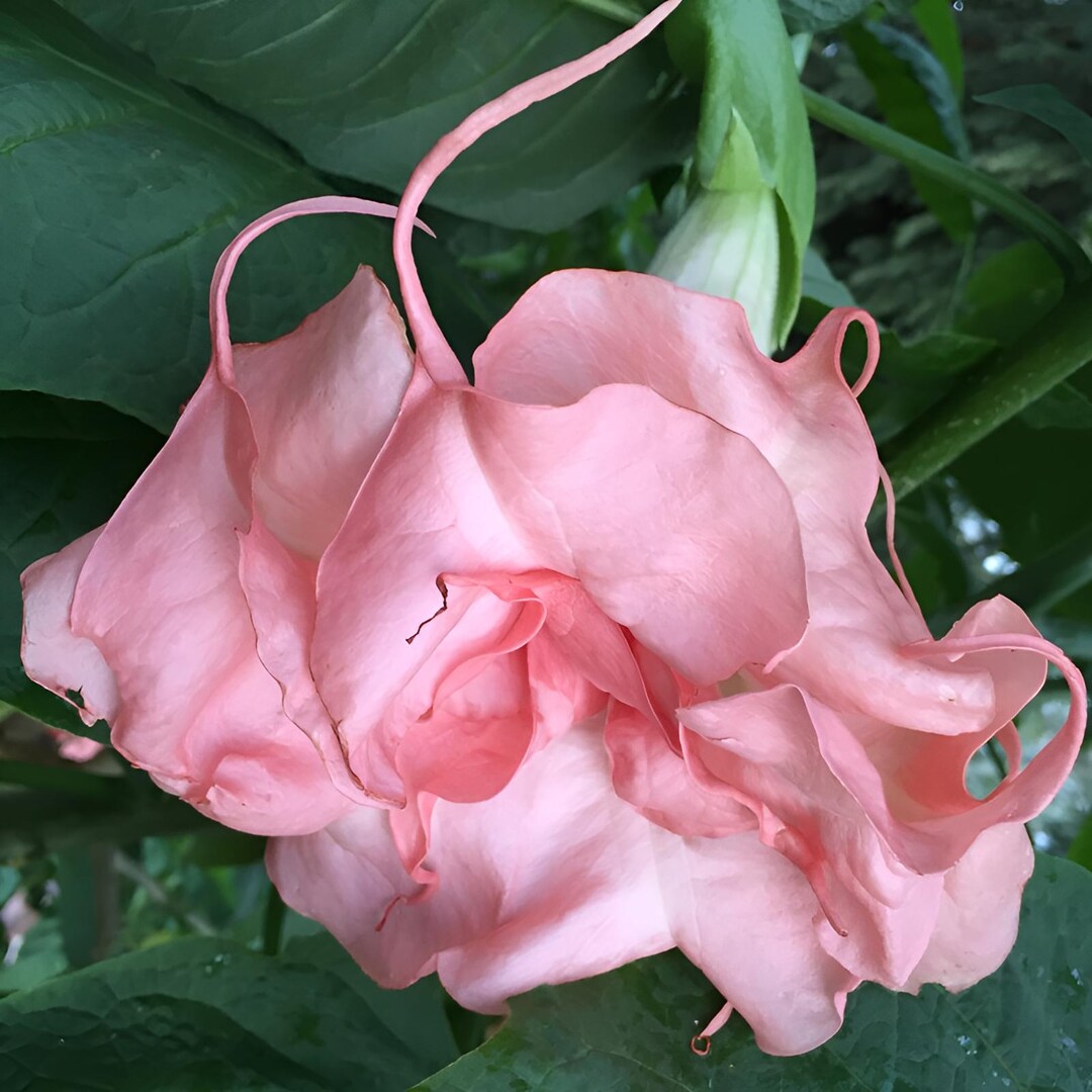 SEEDS ONLY -yellow Orange Angel Trumpet Double "brugmansia Datura ...