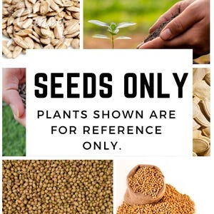 Pink Summersweet Seeds: Clethra Alnifolia Ornamental Fragrant Flowering ...