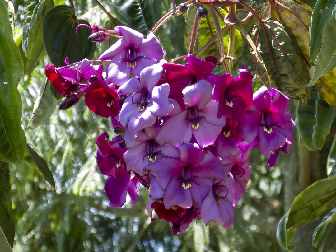 Amaraboyo meriania Nobilis Ornamental Flowering Plant 20 Fresh Seeds - Etsy