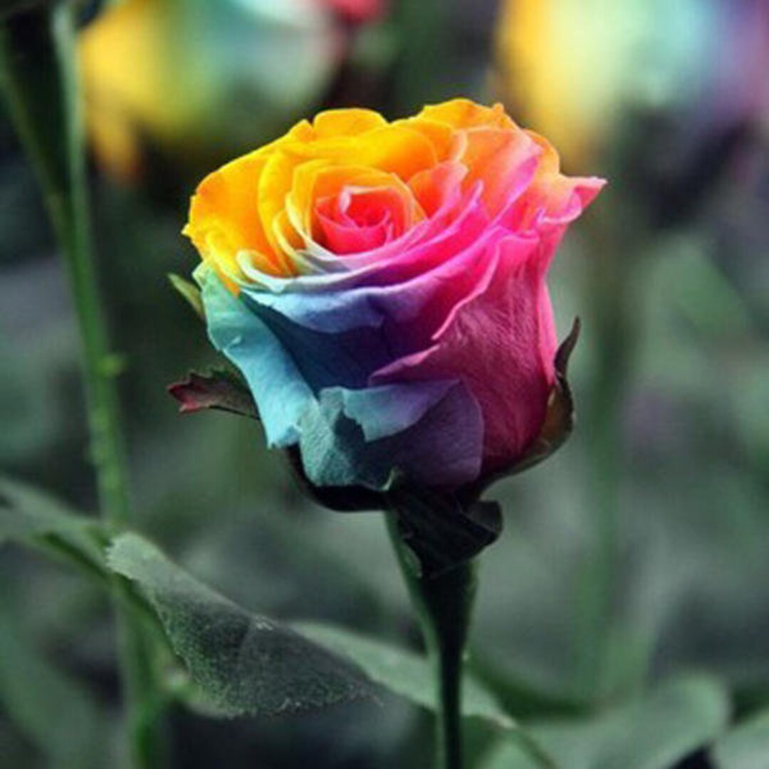 Rainbow Rose Bush Perennial Flower 10 Fresh Seed - Etsy