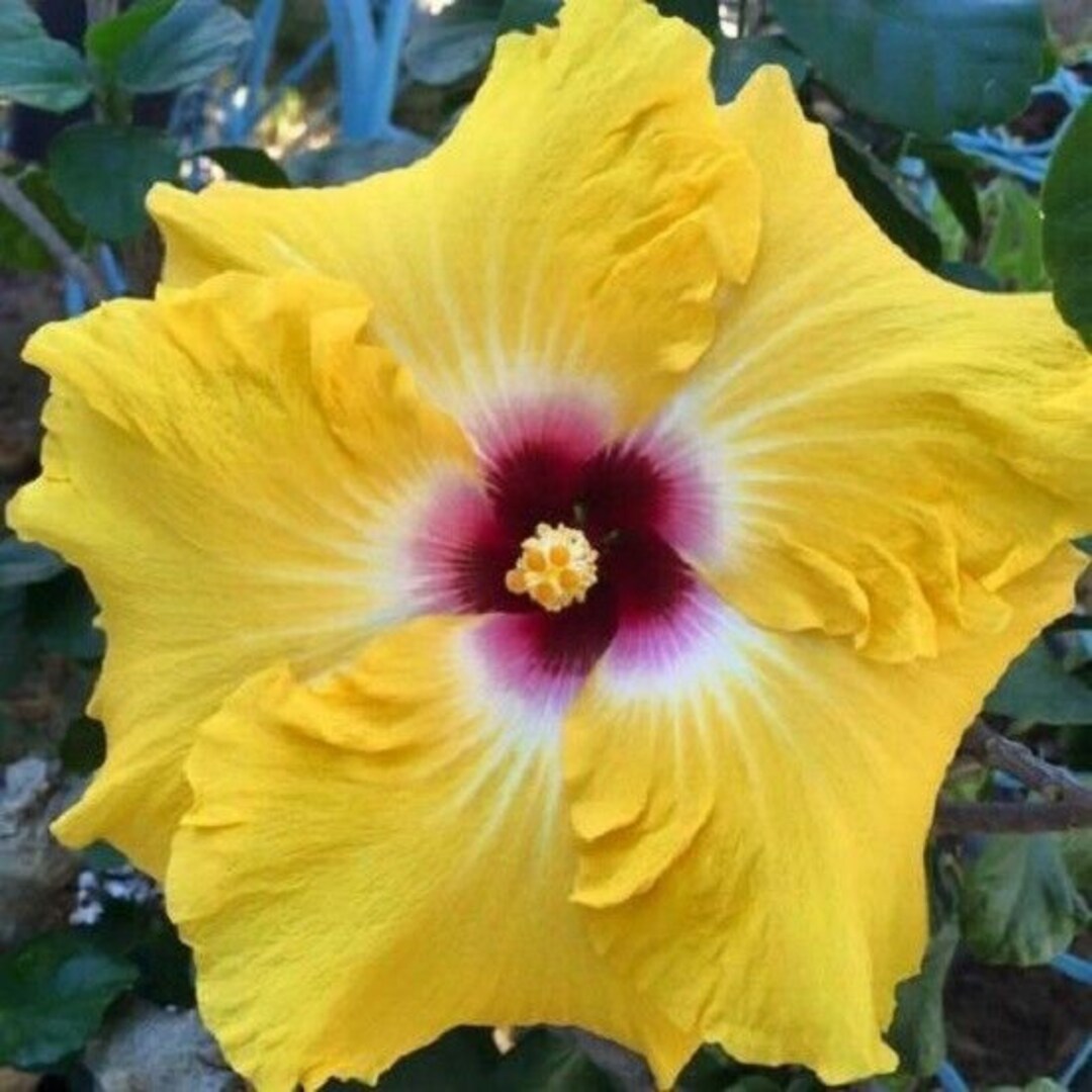 Yellow Red Hibiscus Perennial Flowering Plant 20 Fresh Seeds - Etsy