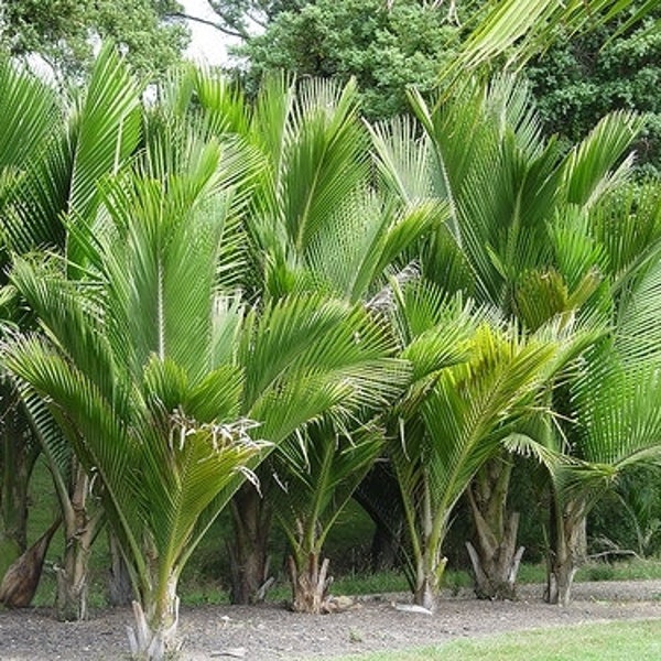 Palm Tree Seeds - Etsy