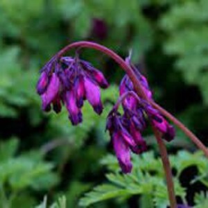 Dark Purple Bleeding Heart dicentra Spectabilis Ornamental Flowering 25 ...