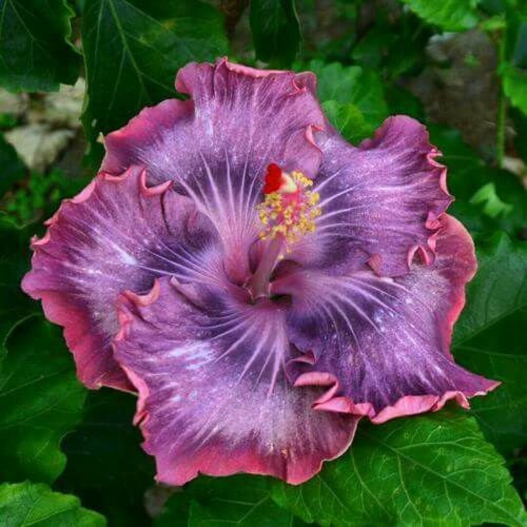 Purple Pink Hibiscus Perennial Ornamental Flowering Plant 20 Fresh ...