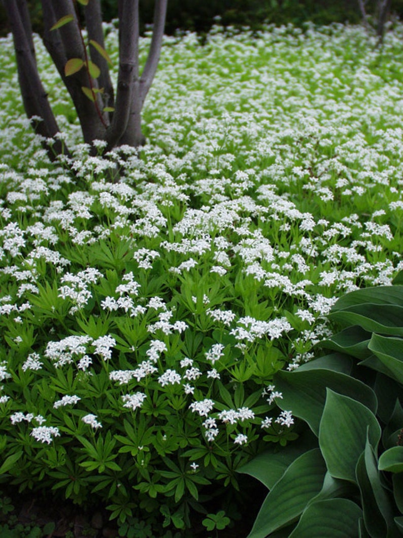 Galium Odoratum Sweet Woodruff White Ground Cover Bloom Flower - Etsy