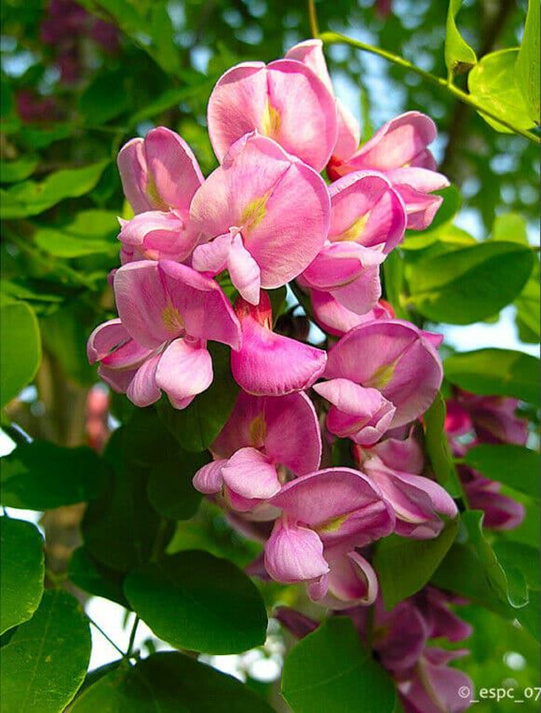 SEEDS ONLY - Rose Locust "robinia Hispida Fertilis" Tree Shrub Bloom ...