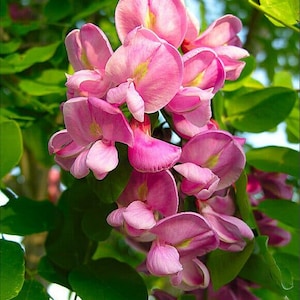 SEEDS ONLY - Rose Locust "robinia Hispida Fertilis" Tree Shrub Bloom ...