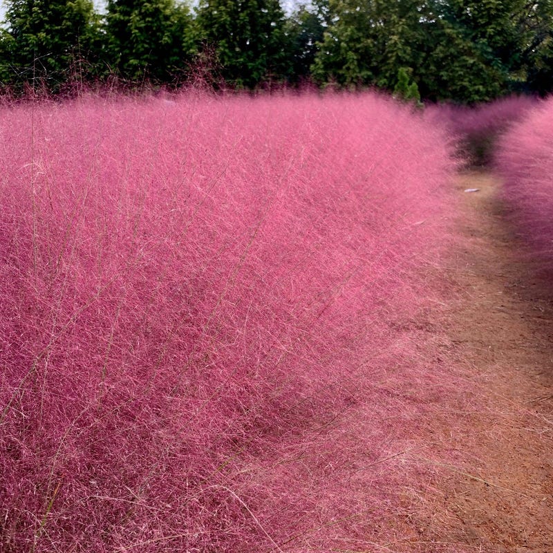 Pink Muhly Grass Plant - Etsy