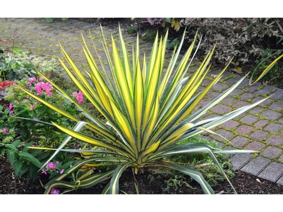 Adam's Needle yucca Filamentosa Ornamental - Etsy