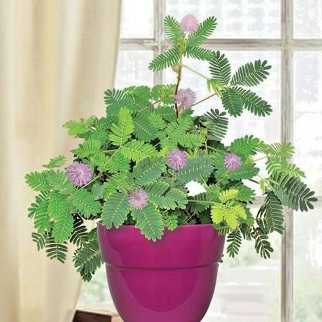 Briar Plant