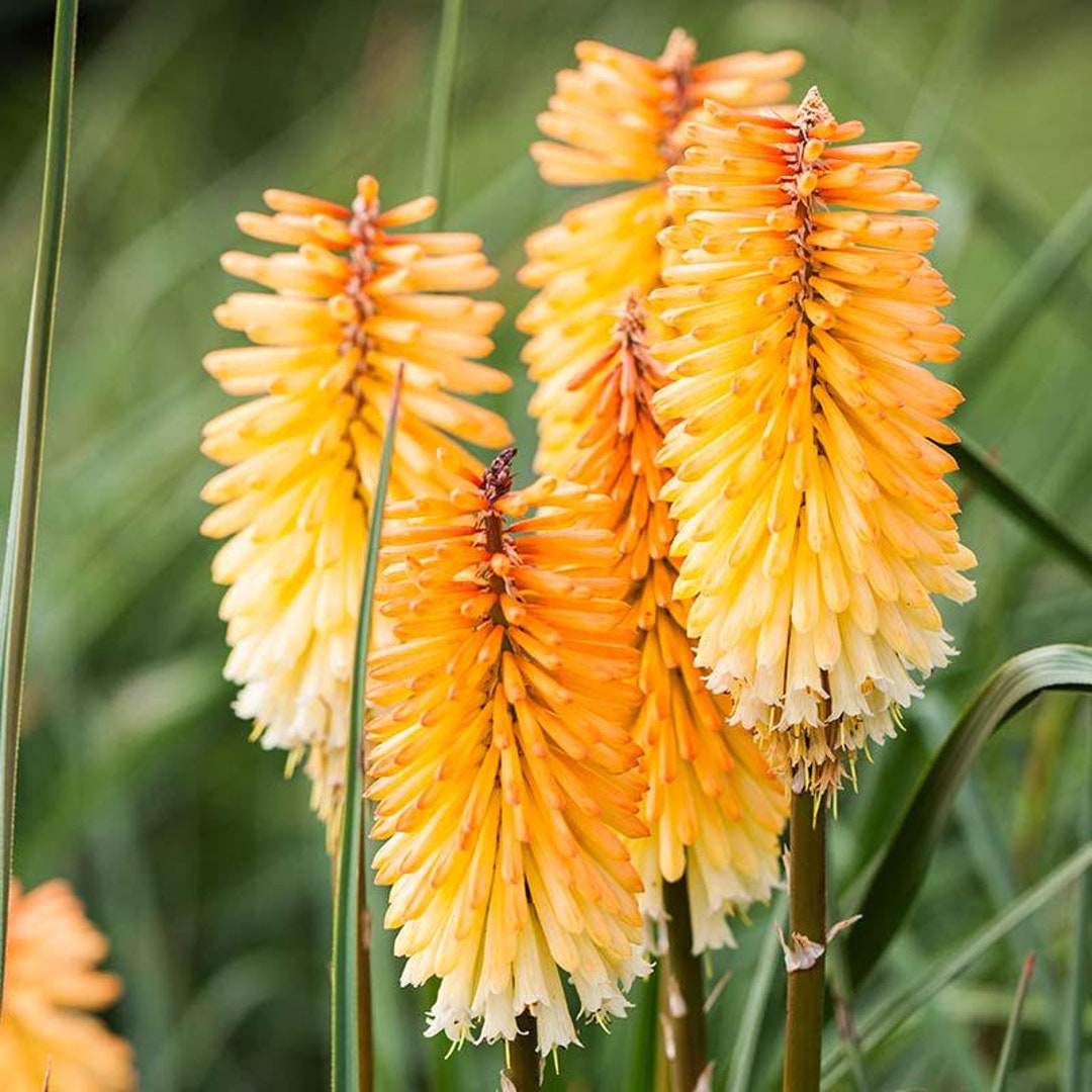 Knicky Torch Lily Hot Poker Perennial Ornamental Flowering Plant 25 ...