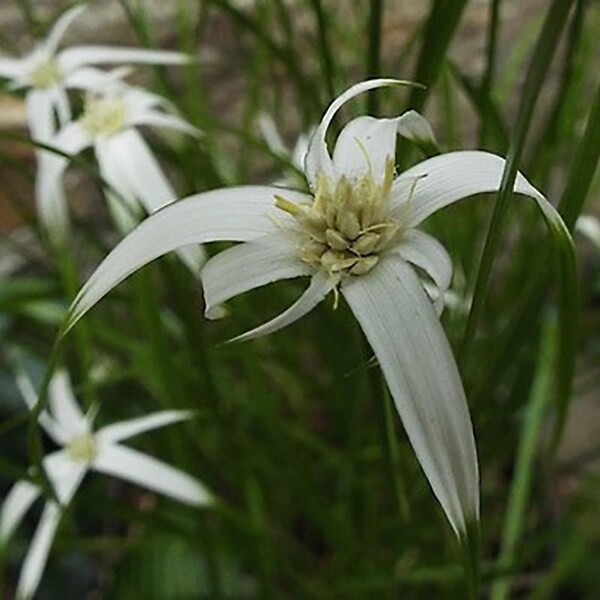 Flowering - Etsy
