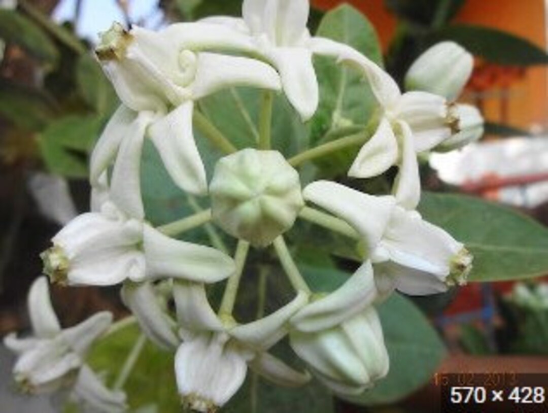 White Giant Calotrope calotropis Gigantea Tropical Crown Flower Shrub ...