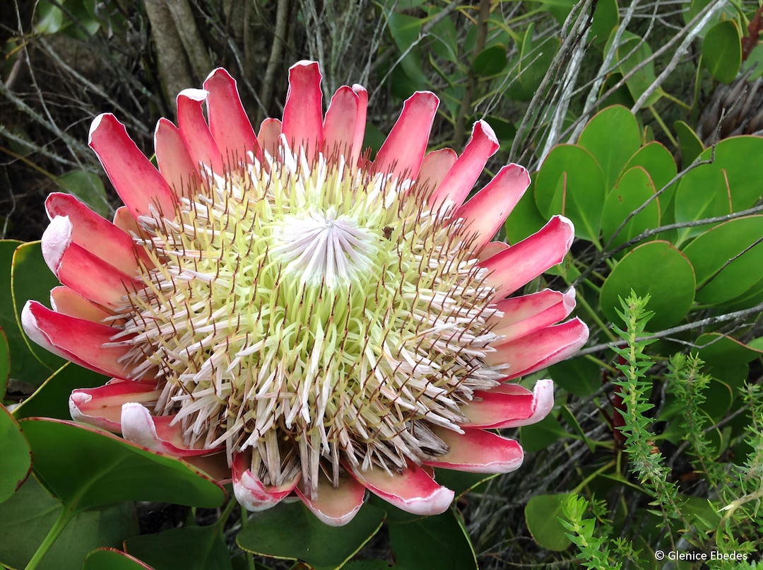 SEEDS ONLY - King Protea 