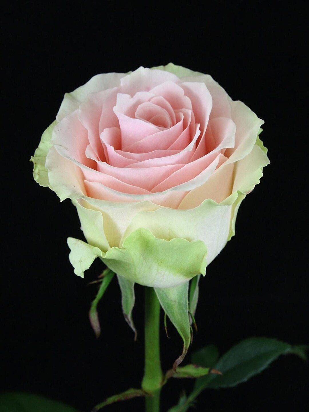 Pink Green Rose Perennial Ornamental Flowering Plant 10 Fresh Seeds - Etsy