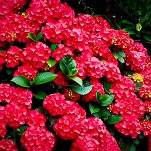 Red Orange Hydrangea Rare Ornamental Flowering Plant 20 Fresh Seeds - Etsy