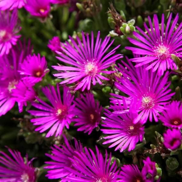 Ice Plant - Etsy